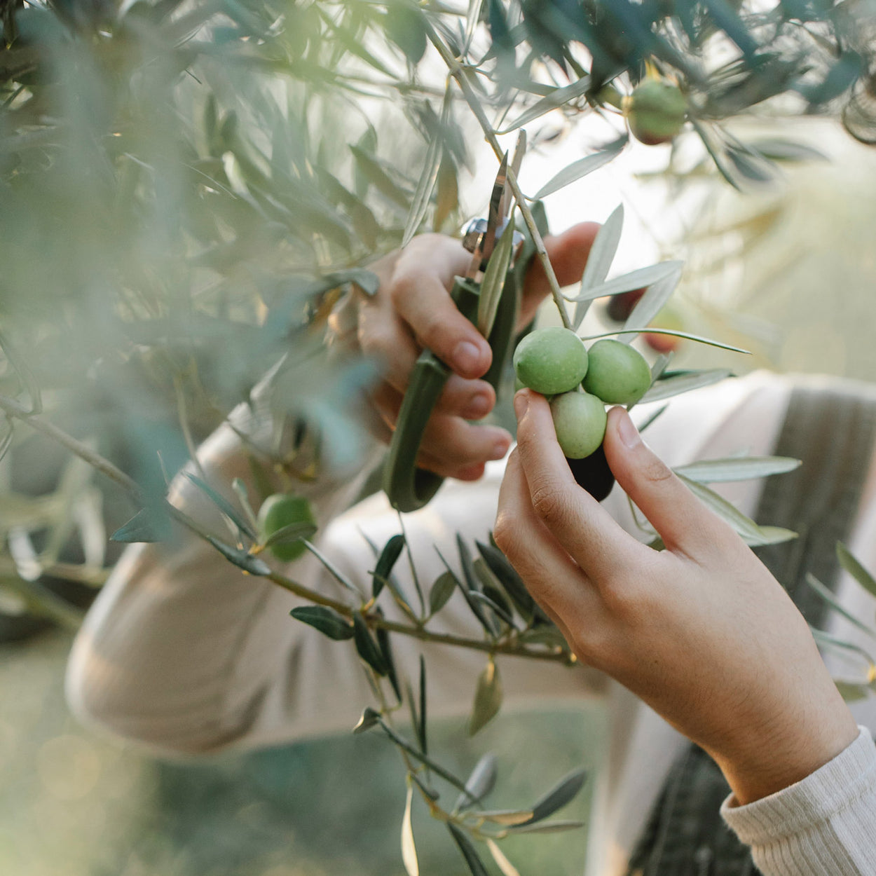 Adira Earth: Natural Body and Skincare | Buy Aleppo Soap